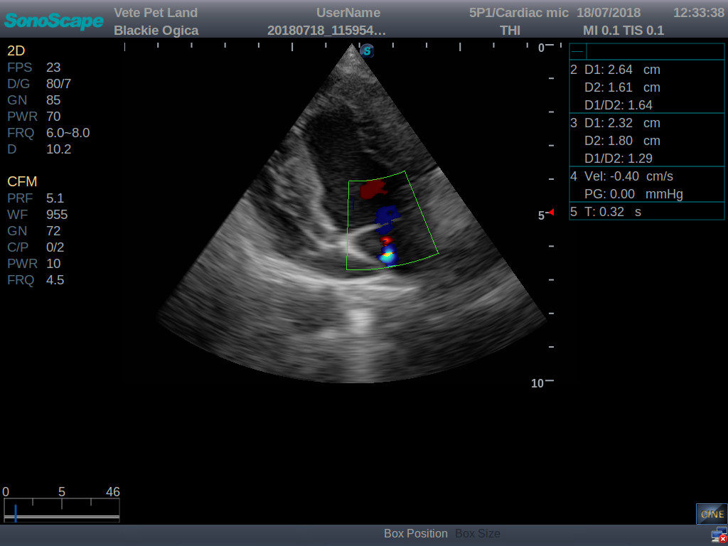 Ecografia Cardiaca Veterinara - Vetepet.ro - cabinet veterinar